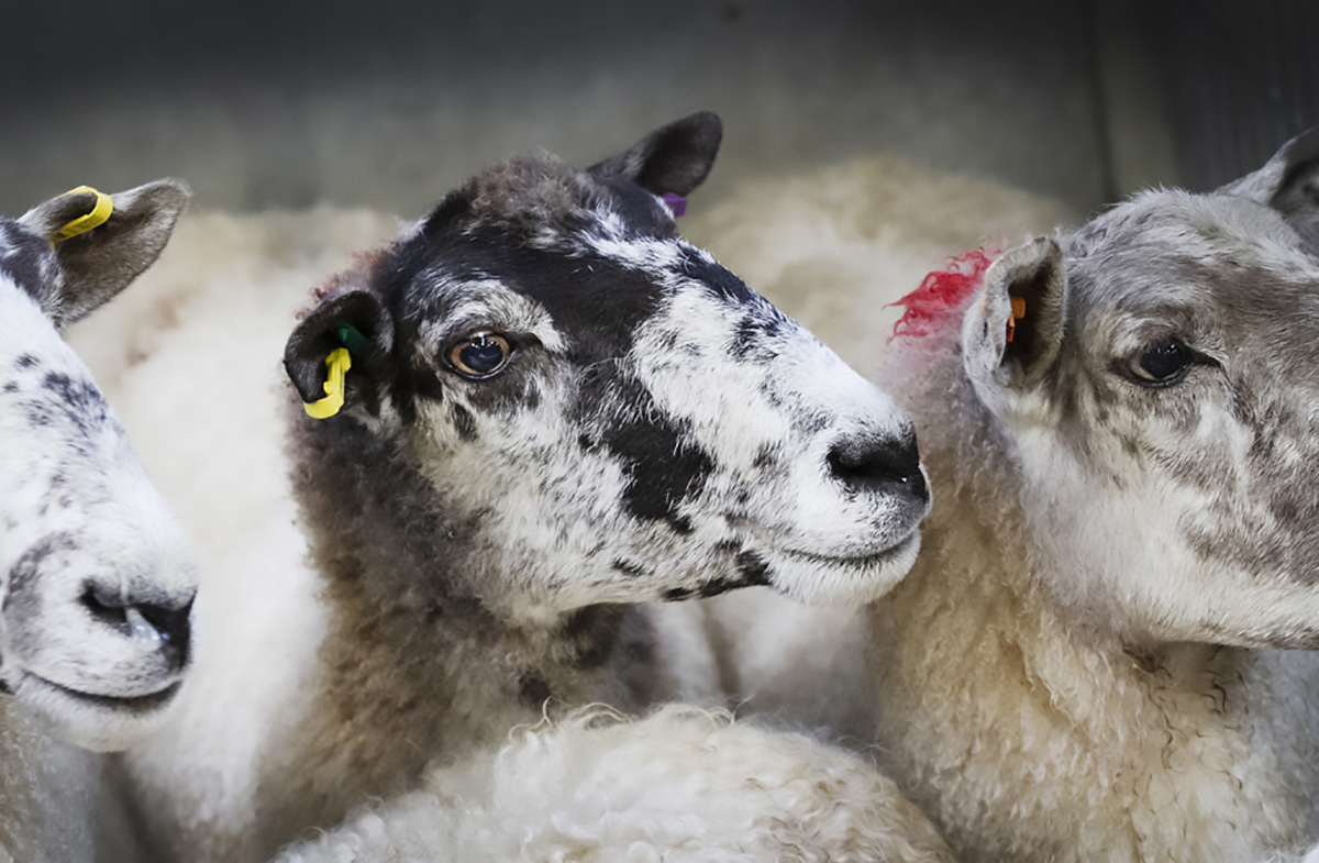 Auction entry forms that accompany all livestock on the sale day ...